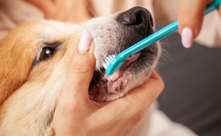 Our Services - Fluff 'n Buff