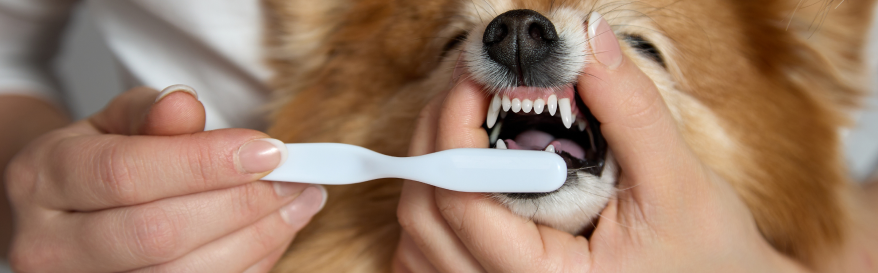 Avoiding Common Dog Grooming Mistakes - Fluff 'n Buff