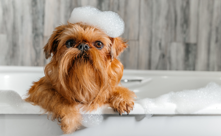 Our Services - Fluff 'n Buff