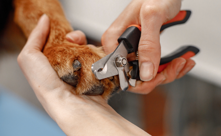 Our Services - Fluff 'n Buff