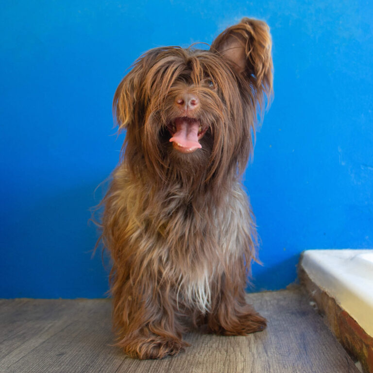 Gallery - Fluff 'n Buff