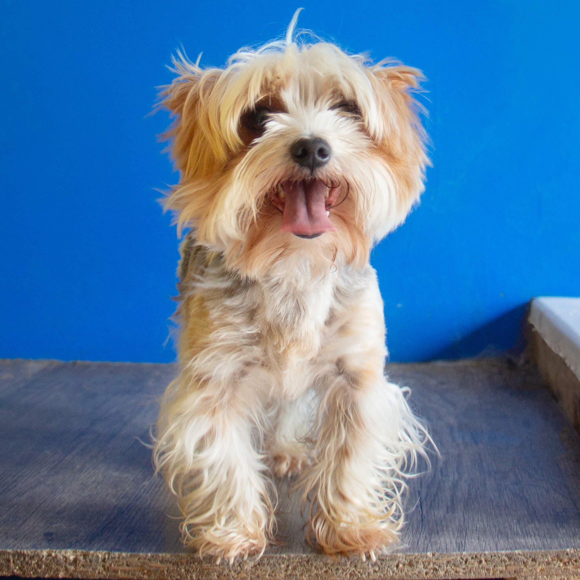 Gallery - Fluff 'n Buff