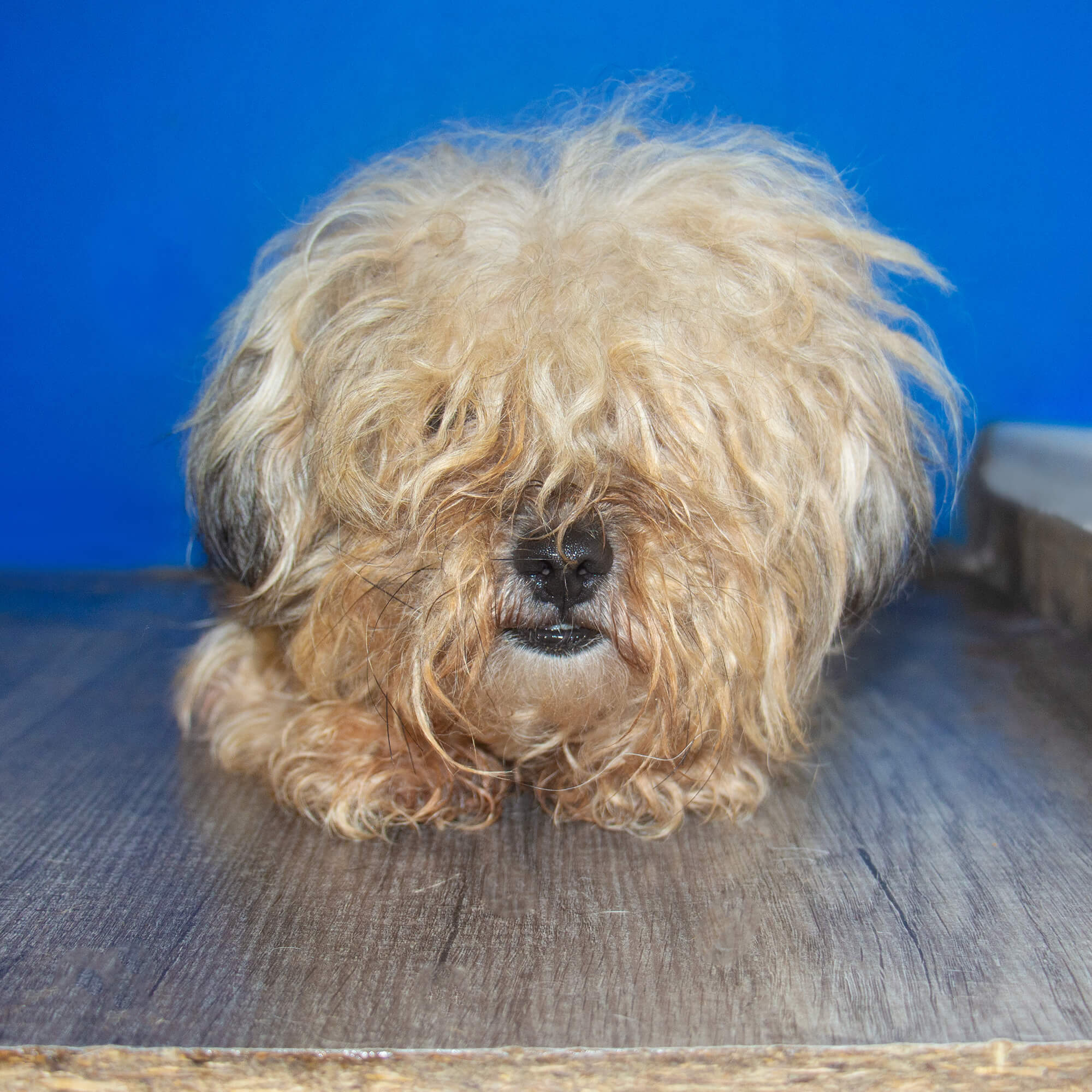 Gallery - Fluff 'n Buff