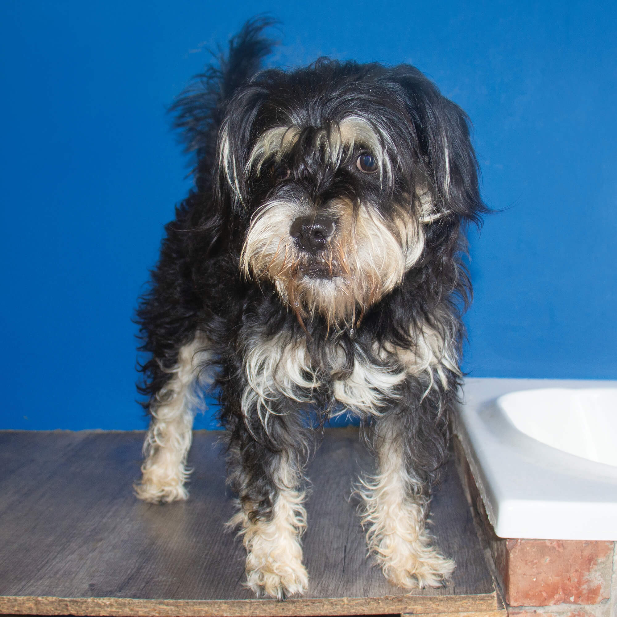 Gallery - Fluff 'n Buff