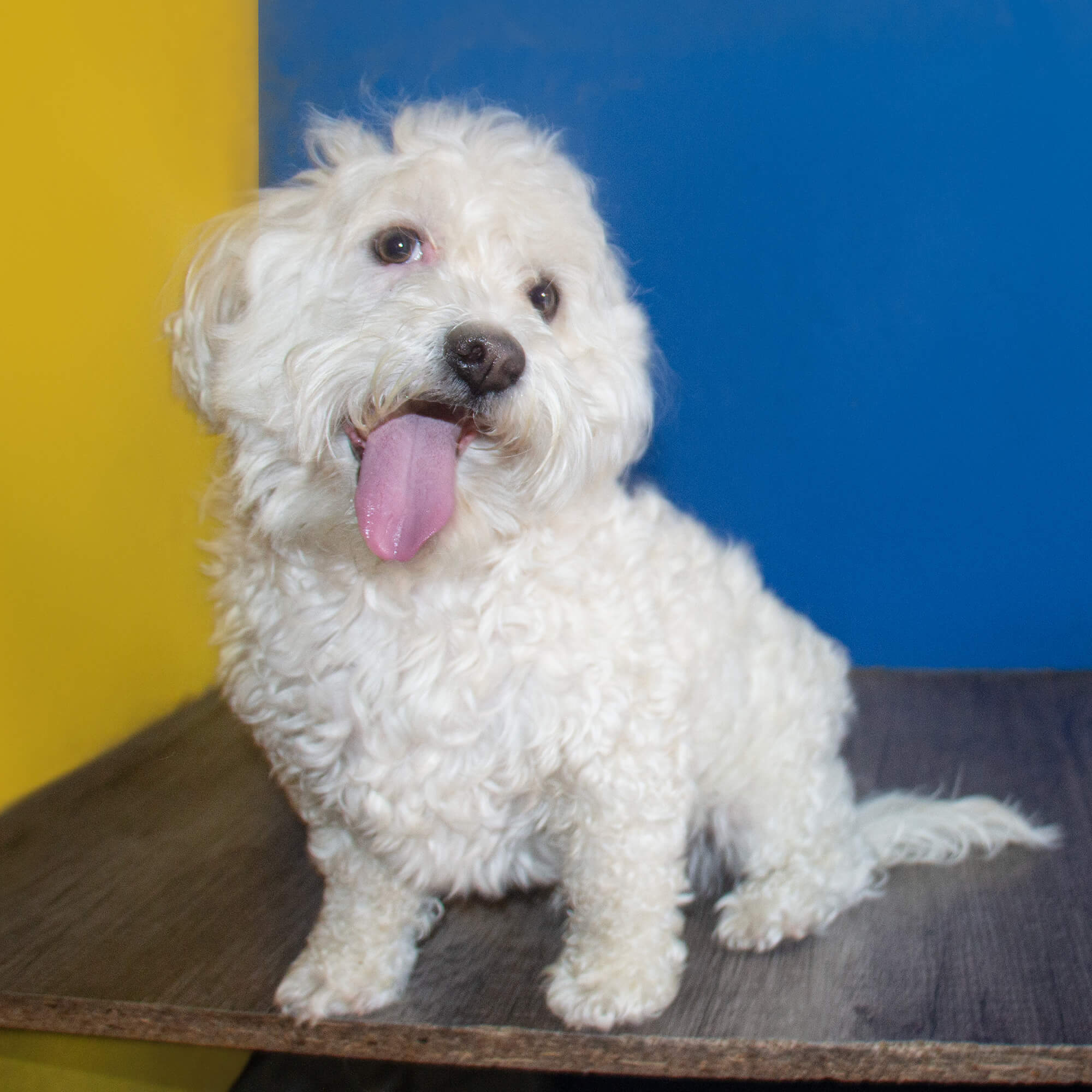 Gallery - Fluff 'n Buff