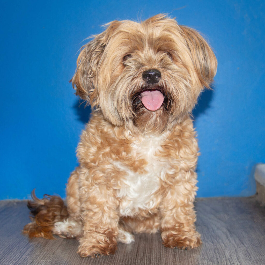 Gallery - Fluff 'n Buff