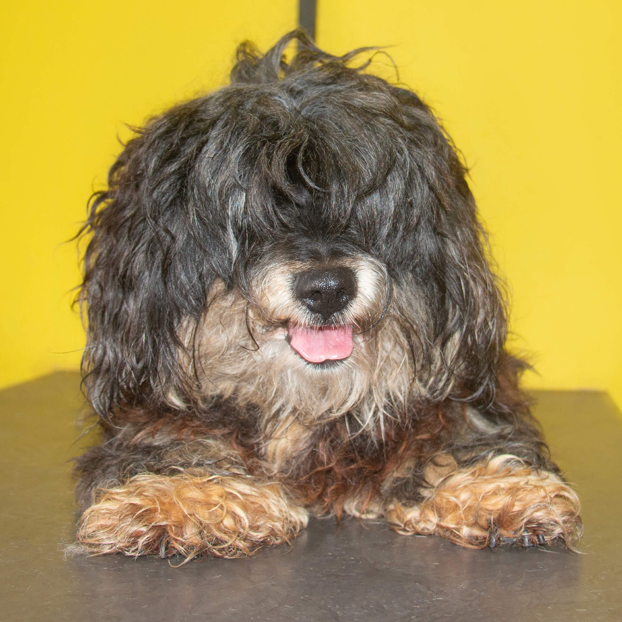 Gallery - Fluff 'n Buff