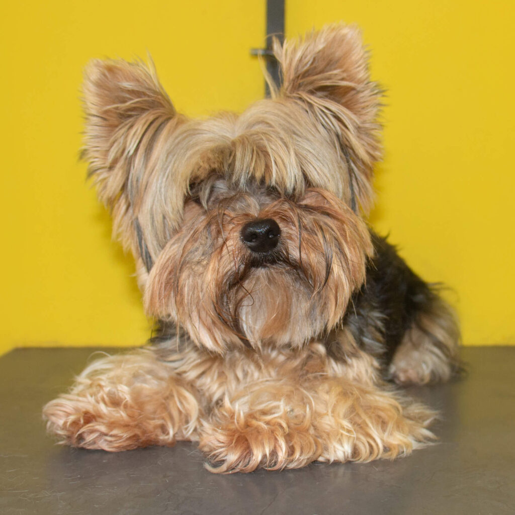 Gallery - Fluff 'n Buff