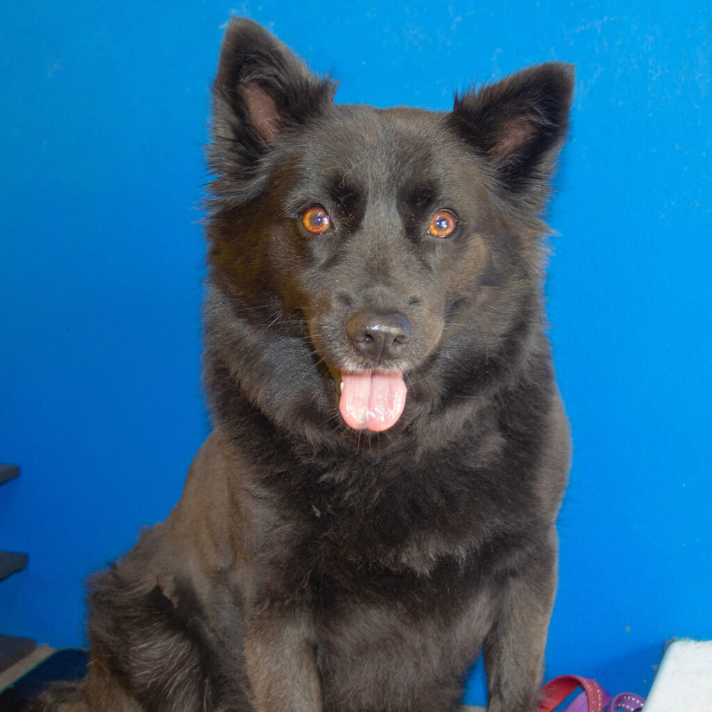 Home Page - Fluff 'n Buff