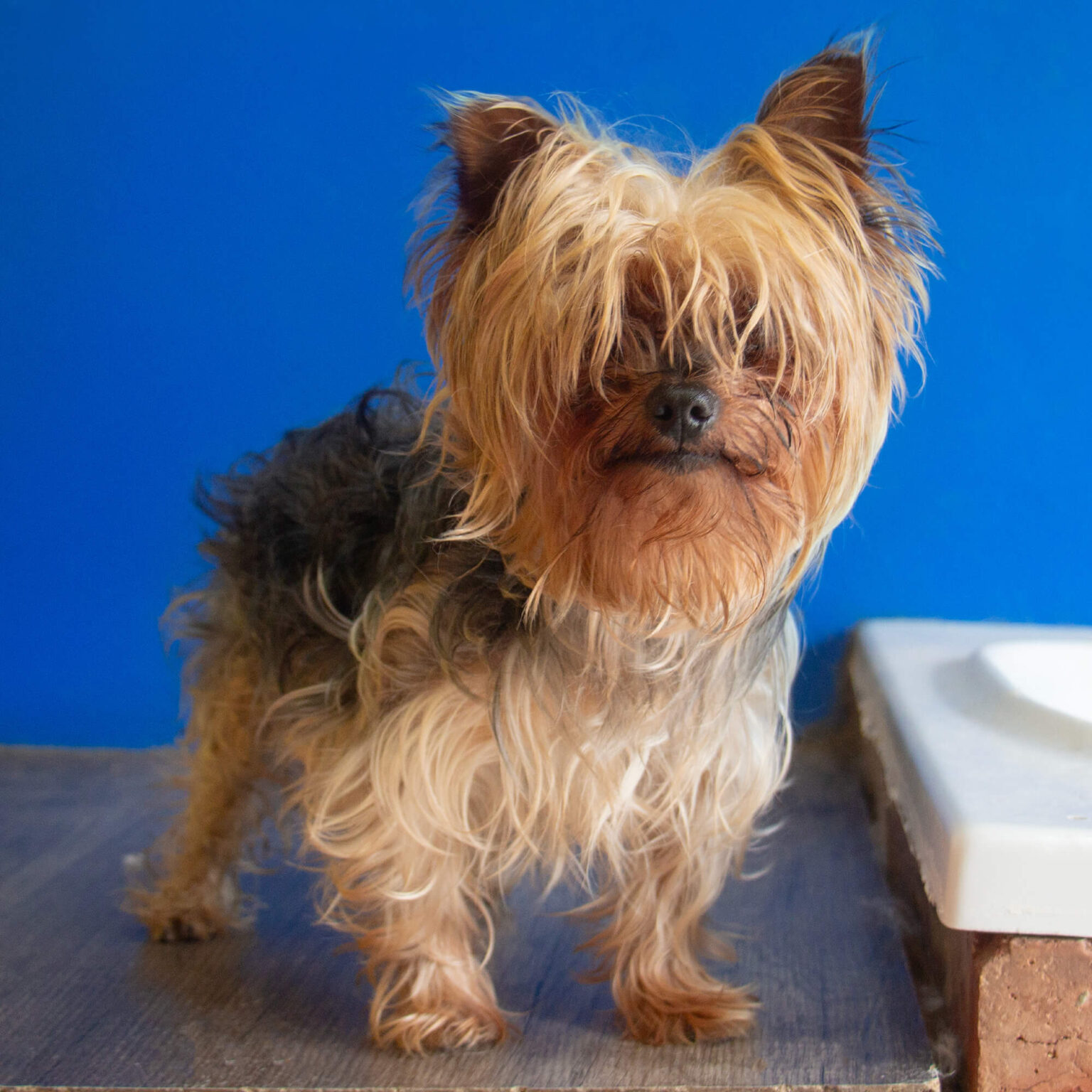 Gallery - Fluff 'n Buff