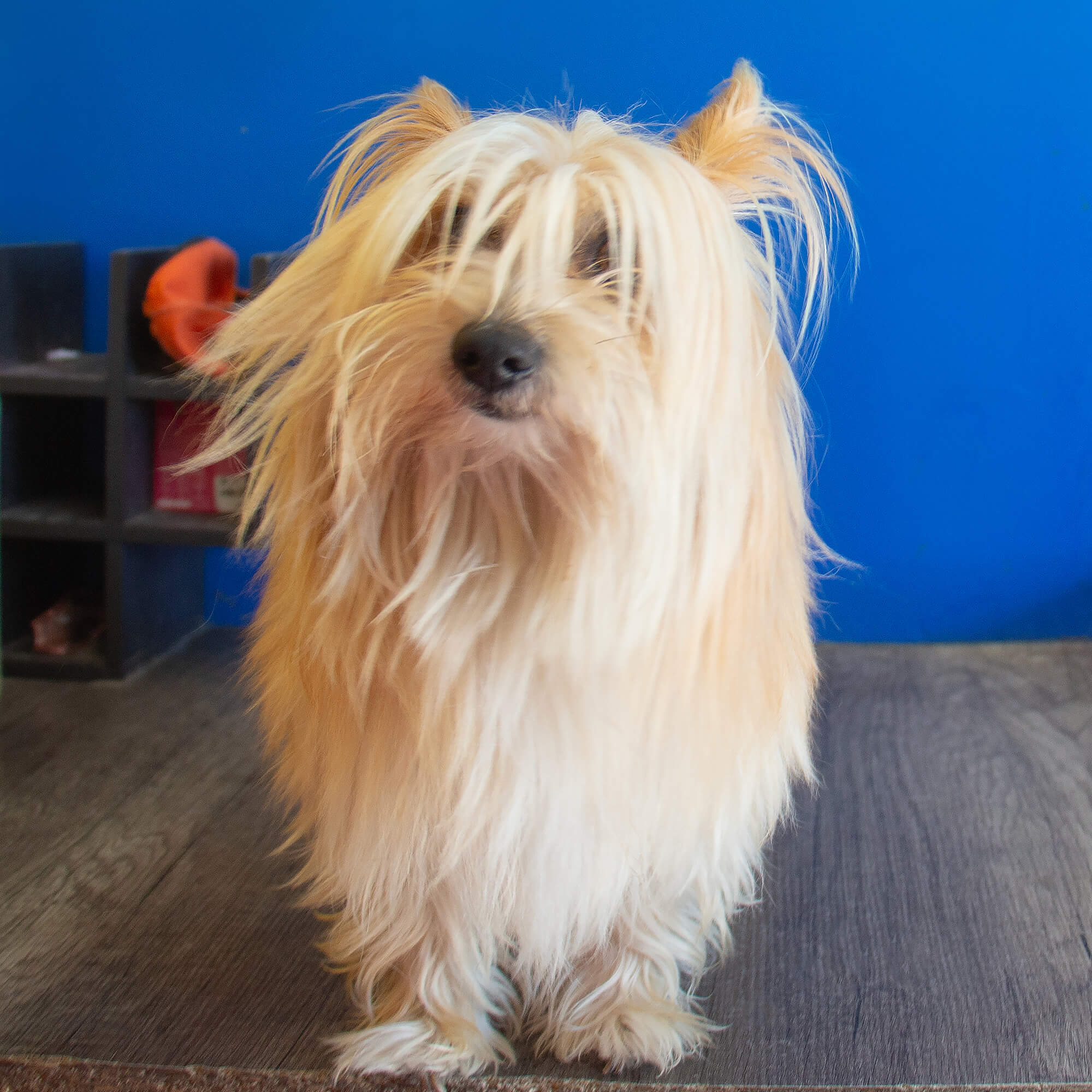 Gallery - Fluff 'n Buff