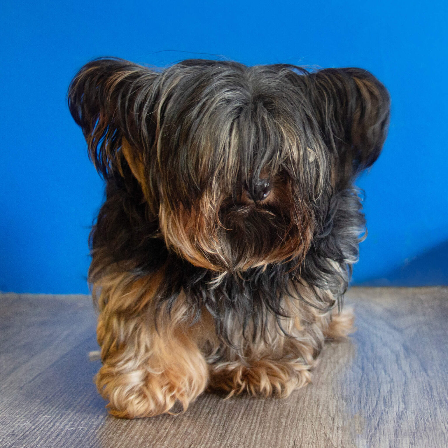 Home Page - Fluff 'n Buff