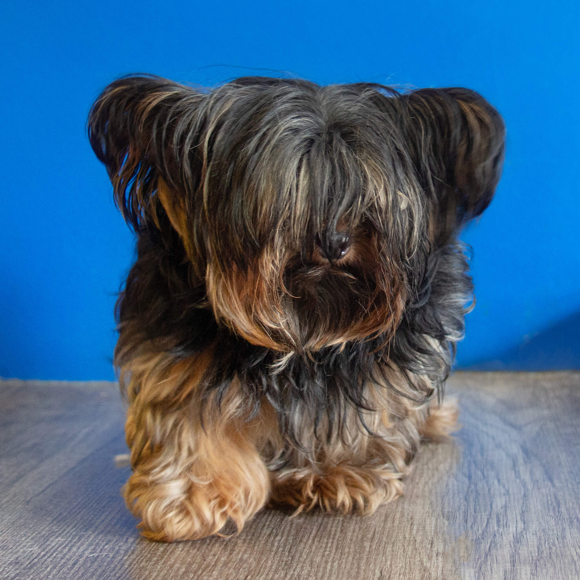 Home Page - Fluff 'n Buff