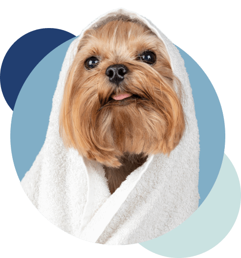 Home Page - Fluff 'n Buff